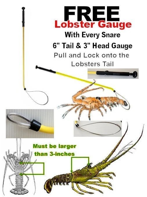 The Yellow Lobster Snare Green Loop Tickle Catch Stick snair - Lobster ...